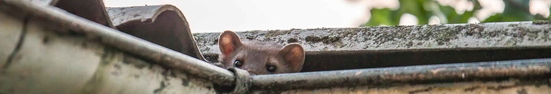 Bescherm je auto, caravan of camper tegen steenmarters